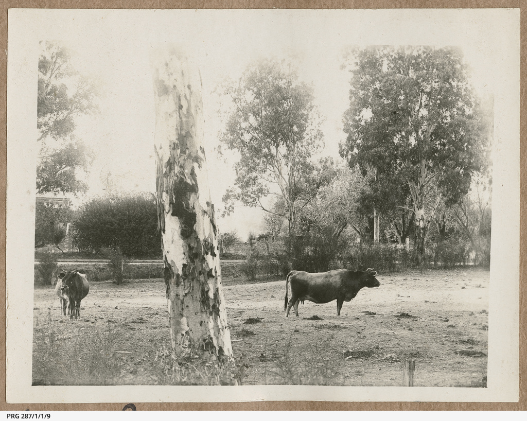 Murray Park • Photograph • State Library of South Australia