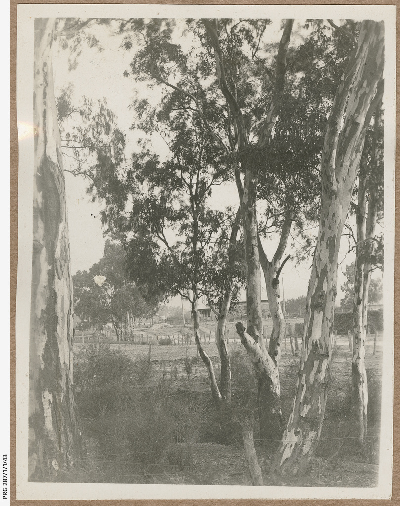 Magill • Photograph • State Library of South Australia