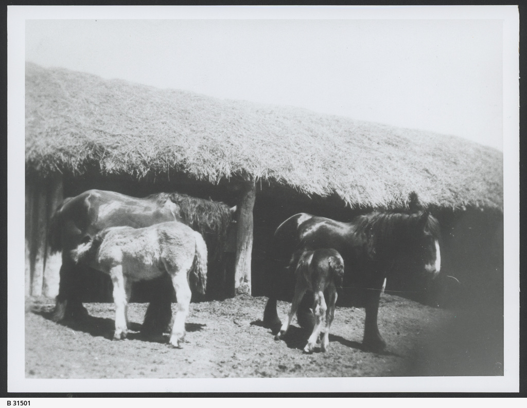 Silver Vale Farm • Photograph • State Library of South Australia