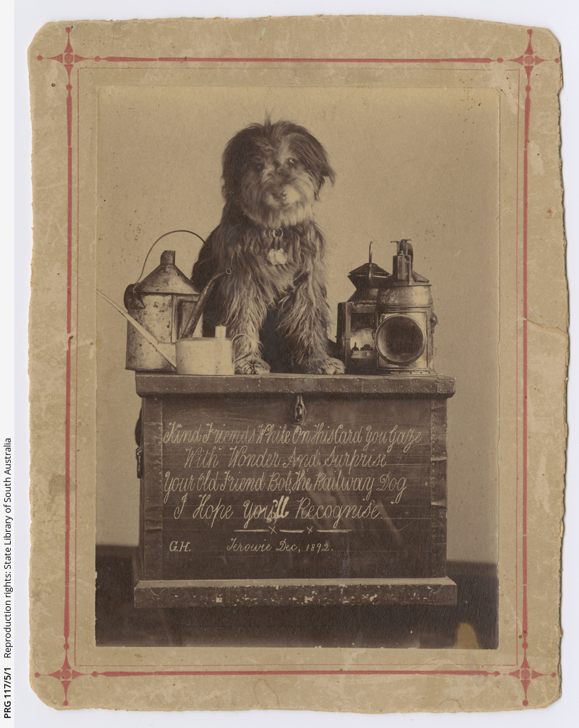 'Bob' the Railway Dog • Photograph • State Library of South Australia