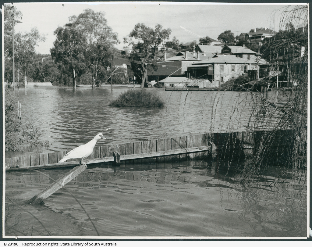 Floods at Mannum • Photograph • State Library of South Australia