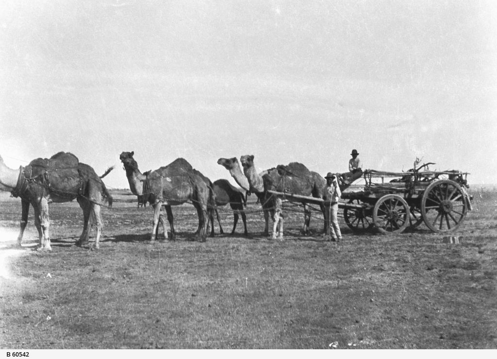 Camels pulling a wagon at Oodnadatta • Photograph • State Library of ...