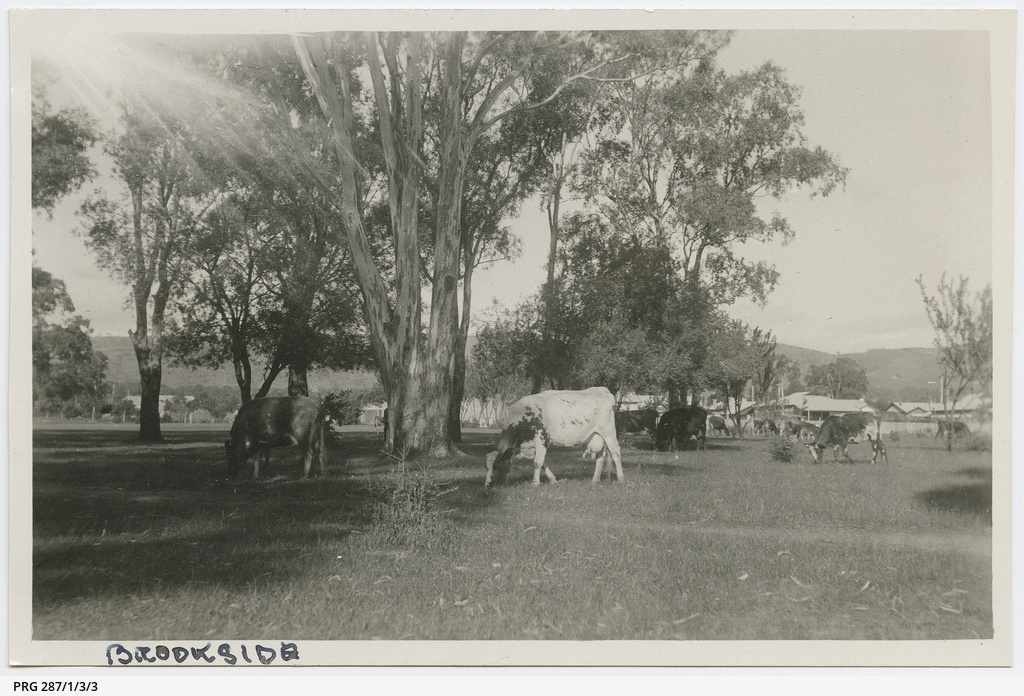 Brookside • Photograph • State Library of South Australia