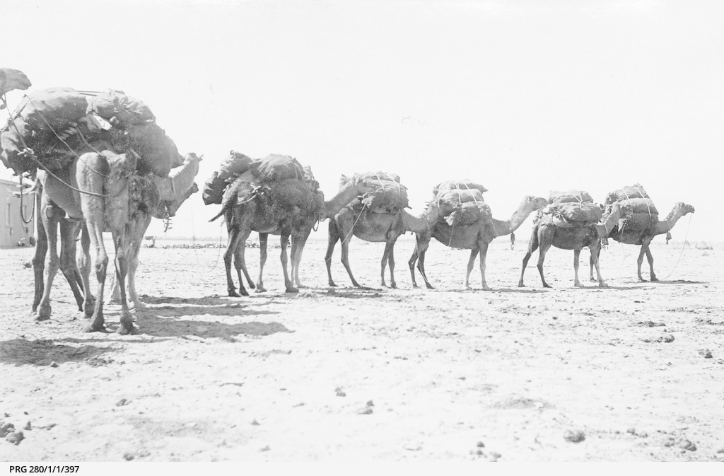 Camels carrying heavy loads • Photograph • State Library of South Australia